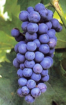 Vino Pignolo – Vini Visintini